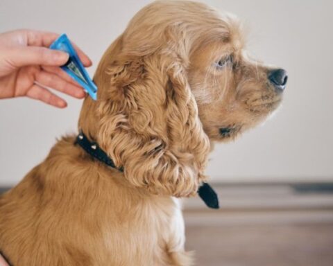 Pet Allergy Testing In South Euclid OH | Belvoir Pet Hospital